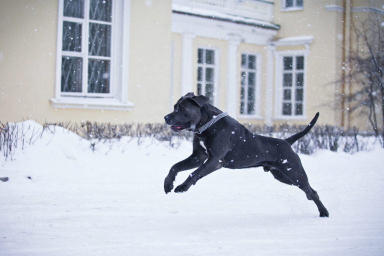 6 Interesting Facts About the Cane Corso - Paws N Pups