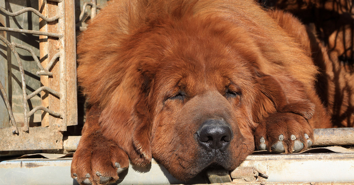 6 Fun and Interesting Facts About The Tibetan Mastiff - Paws N Pups