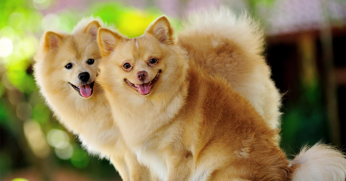 6 Fun Facts About The Pomeranian - Paws N Pups