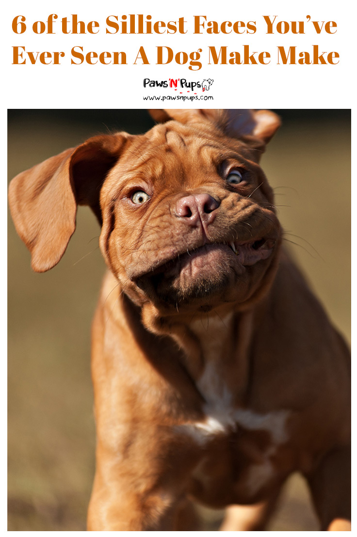 6 of the Silliest Faces You’ve Ever Seen a Dog Make