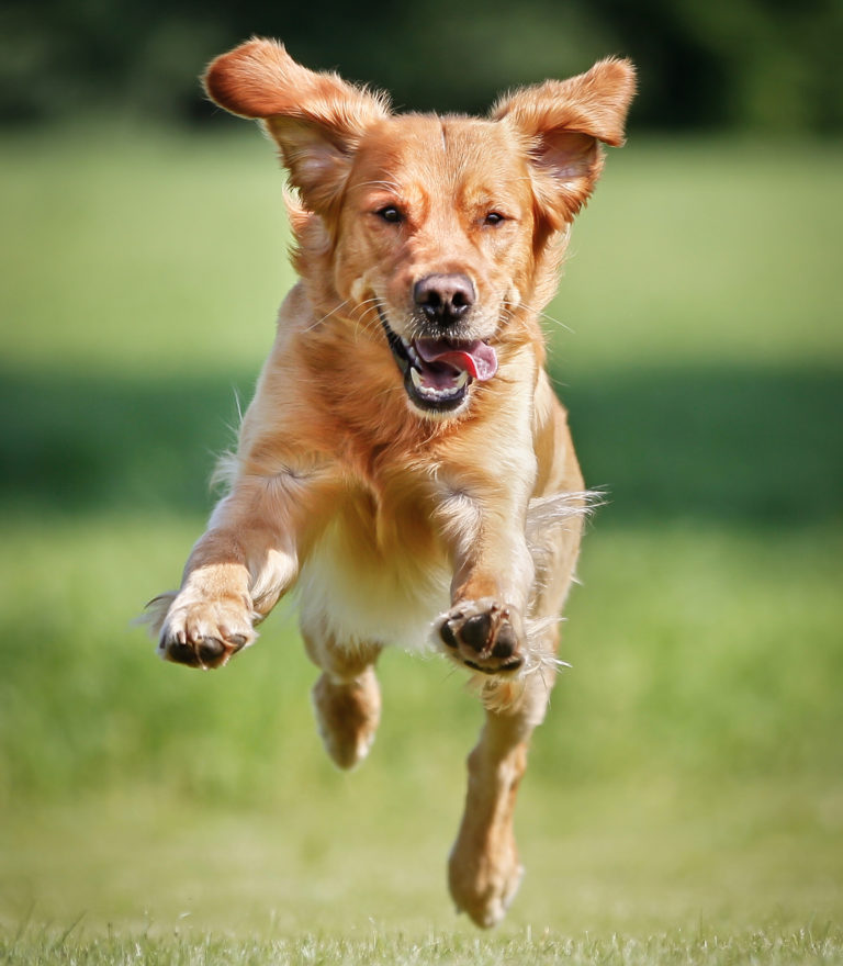 The 12 Most Active Dog Breeds Paws N Pups